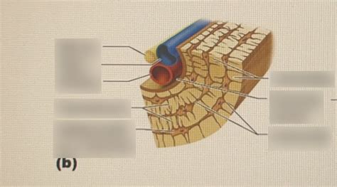 Microscopic Osteon 8 Questions Diagram Quizlet