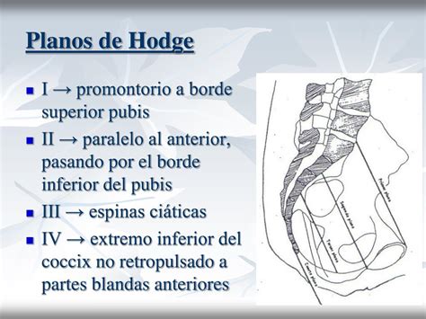 Ppt SemiologÍa ObstÉtrica Powerpoint Presentation Free Download Id