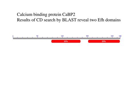 Ppt Calcium Binding Proteins Powerpoint Presentation Free Download