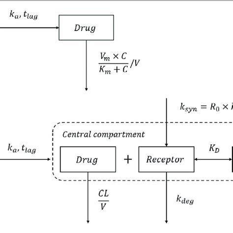 Schematic Of The Mm Model And Tmdd Model A The Michaelis Menten Download Scientific