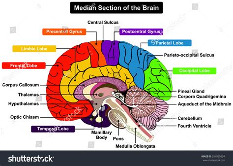Structures Of The Brain