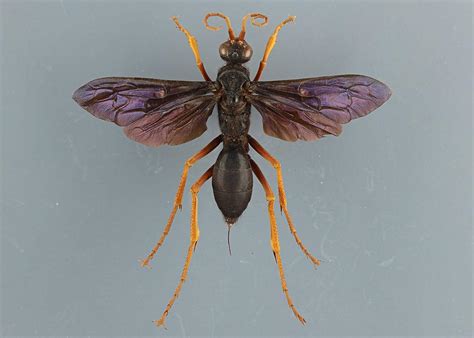 Bees Wasps Ants And Sawflies Hymenoptera National Museums Liverpool
