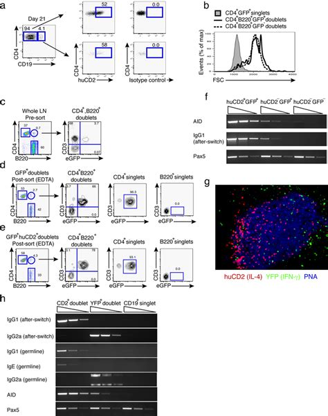 B T Conjugates Regulate Immunoglobulin Class Switching A Mice Were Download Scientific