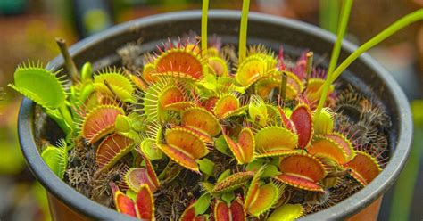 捕蝇草（dionaea Muscipula）养护指南：健康作物所需了解的一切