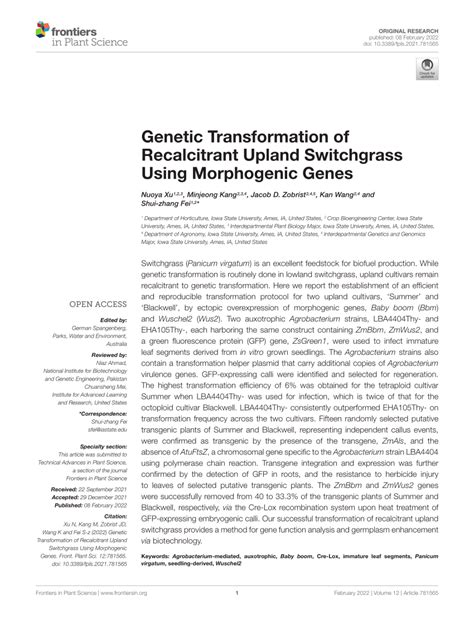 Pdf Genetic Transformation Of Recalcitrant Upland Switchgrass Using