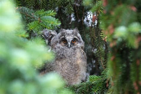 Jonge Uil Stock Afbeelding Image Of Ouder Nave Naughty 25085089