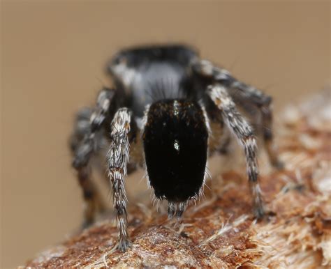Maratus Proszynskii — Peacock Spider