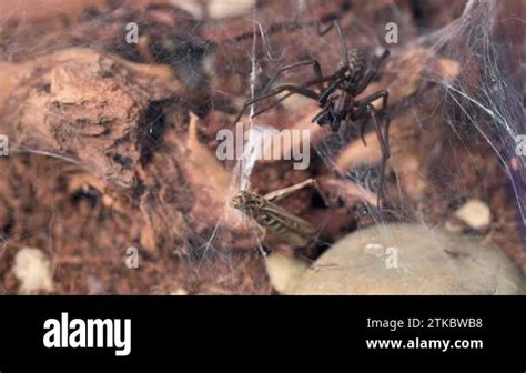 Highly Detailed Slow Motion Footage Of An Eratigena Atrica Spider