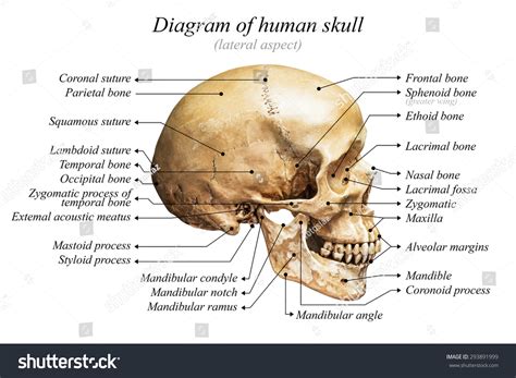 Bones Of The Skull Labeled Diagram