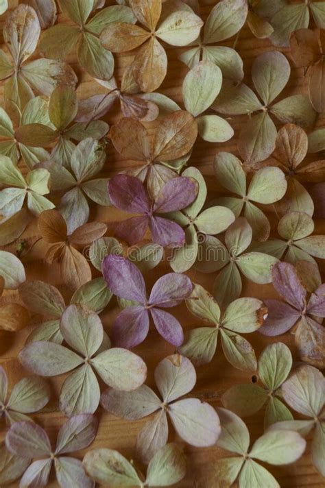 Background With Withered Hydrangea Flowers Stock Image Image Of