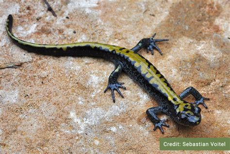 Long Toed Salamander Bc Reptiles And Amphibians