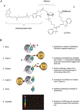 From Somamer Based Biomarker Discovery To Diagnostic And Clinical