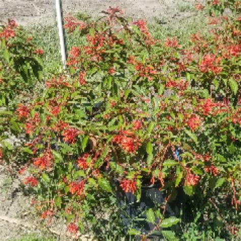 Firebush Dwarf Compacta 3g Bps Nurseries