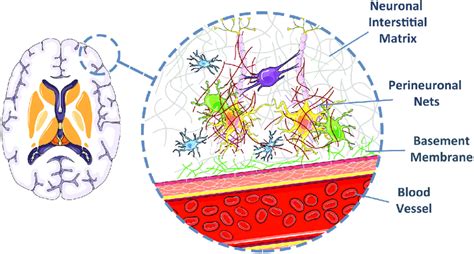 Cellular Structure Of The Brain Tissue The Cellular Structure Of The Download Scientific