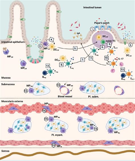 Figure 1 From The Enteric Nervous System And The Microenvironment Of