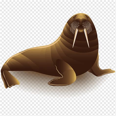 Morsa Do Leão Marinho Leões Marinhos Animais Mamífero Marinho