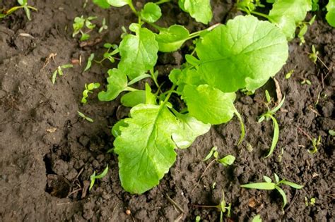 Premium Photo A Small Radish Bush In The Garden The Radish Plant Grows In The Garden Radish