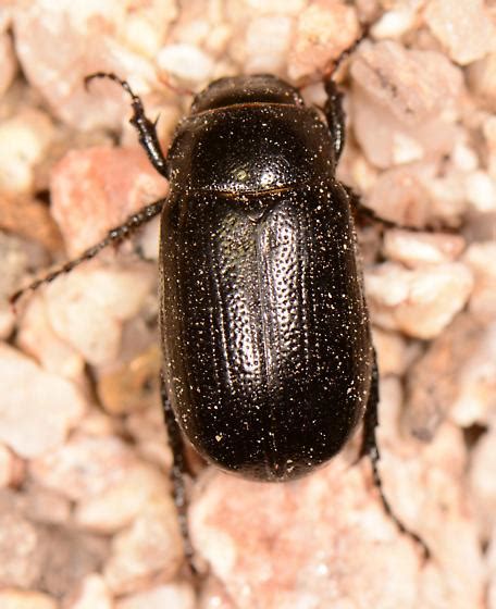 Diplotaxis Diplotaxis Bugguidenet