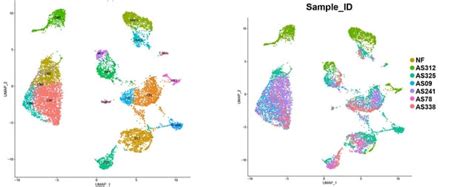 Cell Clustering Based On Sample Id In R Using Seurat R Bioinformatics