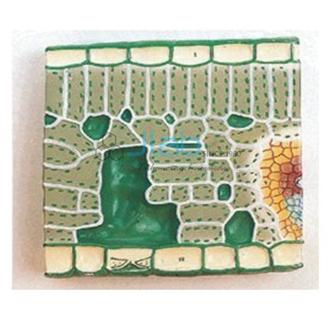 Leaf Model India Manufacturers Suppliers And Exporters In India