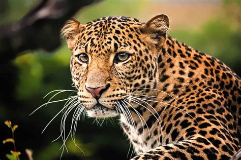 Javan Leopard Animal Facts Panthera Pardus Melas A Z Animals