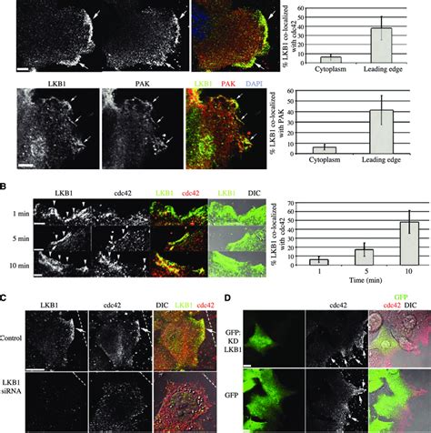 Lkb1 Colocalizes With Cdc42 Pak And P Pak And Precedes Cdc42