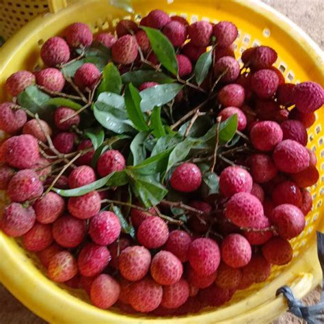 [仙进奉荔枝批发]广东茂名化州市荔枝 30 00元 斤仙进奉 一亩田