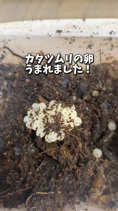 カタツムリ繁殖日記③ ミスがあったので再投稿です カタツムリ 繁殖 日記 卵 生き物 Youtubeshorts Shorts