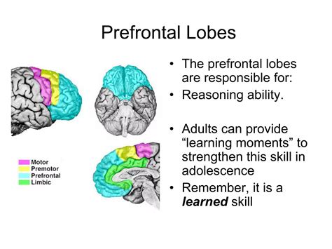Adolescent Brain Development And Its Effects Pdf