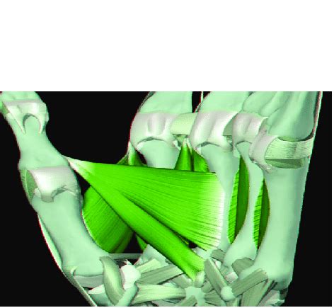 The Anatomy Of The Anterior Oblique Ligament To The Thumb Attachments
