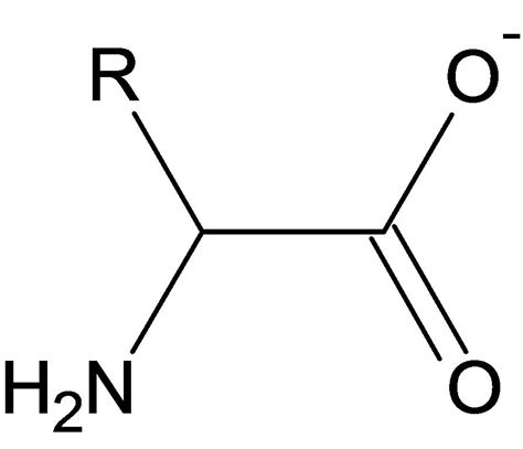 羊毛化学構造 羊毛 主成分 Gfwbi