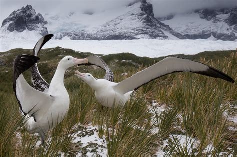 Bycatch Risk Of Wandering Albatrosses From Radar Detection British