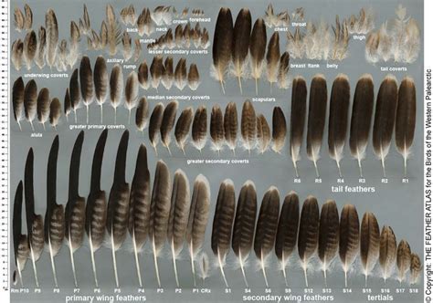 Eagle Feather Identification Chart Educational Chart Resources