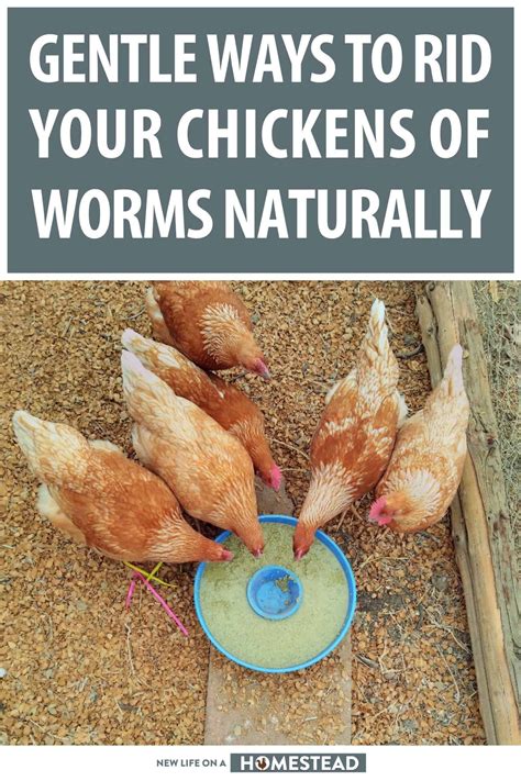 7 Natural Ways To Deworm A Chicken Artofit