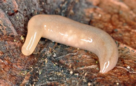 Ribbon Worms Nemertea