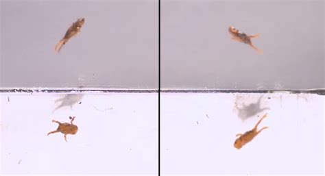 Til Pumpkin Toadlets Brachycephalus Are A Species Of Frog That Can