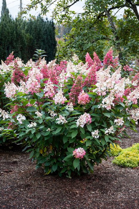 Candelabra® Hydrangea Gardentap