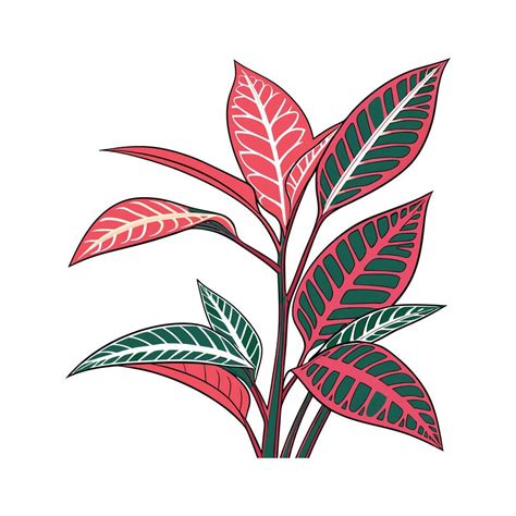 Charming Croton Plant Unique Illustration 57606205 Vector Art At Vecteezy