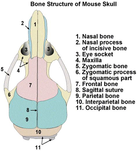 Mouse Skull Anatomy