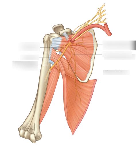 Diagram Of P1 Brachial Plexus Nerves Quizlet