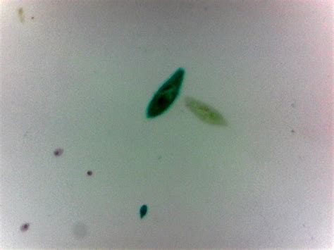 Protozoa Mixed Prepared Microscope Slide