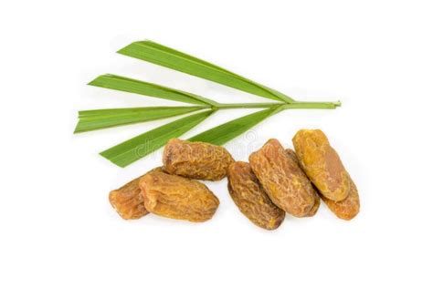 Dried Dates Stock Image Image Of Tasty Barhee Eating 255589135