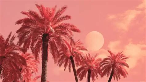 Pink Palm Tree Wallpapers Pixelstalk