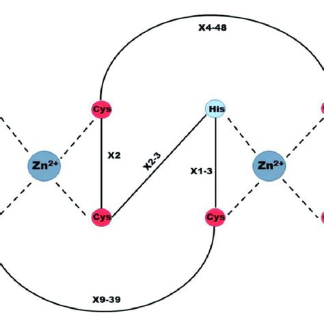 Structure Of Ring E3 Ubiquitin Ligase Ring Finger Motif Is An Download Scientific Diagram