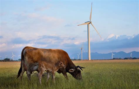 «si Tuviéramos Una Red De Transmisión Robusta El Precio De La Energía Podría Ser El Mismo En