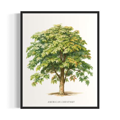 Chestnut Tree Drawing