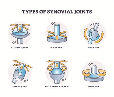 Types Of Joints In Human Body With Examples