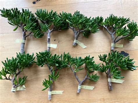 Dickblatt Crassula Ovata „hobbit“ Gebraucht In Für Chf 1 Mit