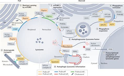 Phosphoinositides As Membrane Organizers Pmc