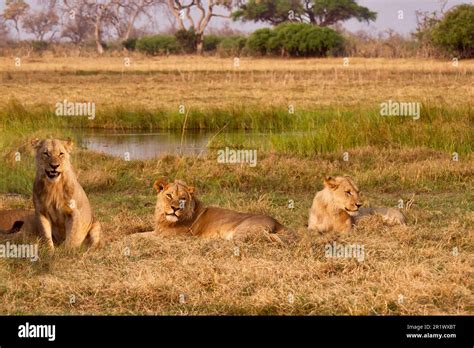 Three Young Lion Panthera Leo Brothers Who Are Still Growing Their Manes Relax Beside A Water